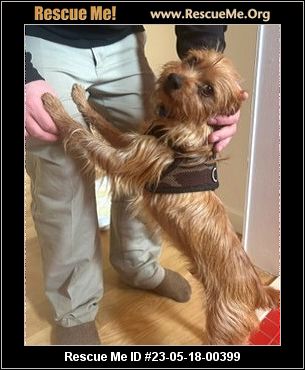 - New York Yorkie Rescue - ADOPTIONS - Rescue Me!