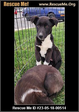 - Utah Dog Rescue - ADOPTIONS - Rescue Me!