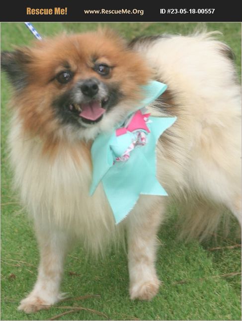ADOPT 23051800557 ~ Pomeranian Rescue ~ Jesup, GA