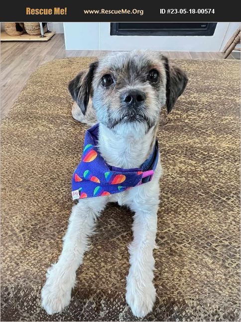 ADOPT 23051800574 ~ Lhasa Apso Rescue ~ Albuquerque, NM