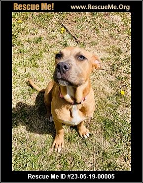 - Colorado Lab Rescue - ADOPTIONS - Rescue Me!