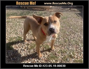 - Colorado Lab Rescue - ADOPTIONS - Rescue Me!