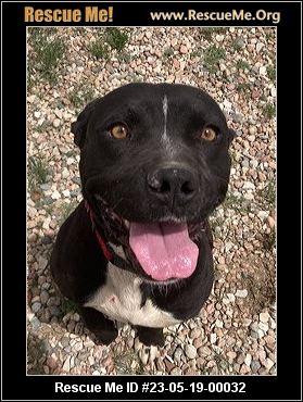 - Colorado Lab Rescue - ADOPTIONS - Rescue Me!