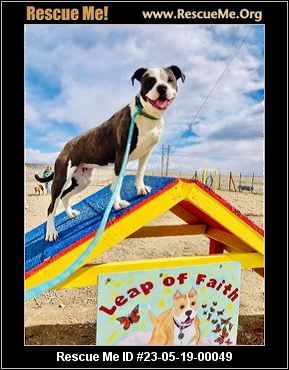 - Colorado Lab Rescue - ADOPTIONS - Rescue Me!