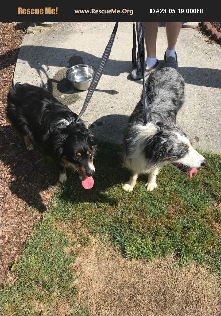 ADOPT 23051900068 ~ Australian Shepherd Rescue ~ Grayson, GA