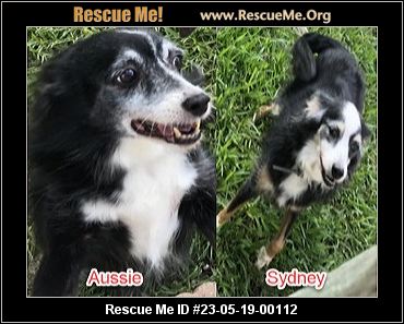 - Florida Australian Shepherd Rescue - ADOPTIONS - Rescue Me!