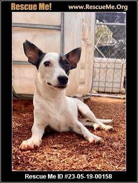 - New Jersey Dalmatian Rescue - ADOPTIONS - Rescue Me!