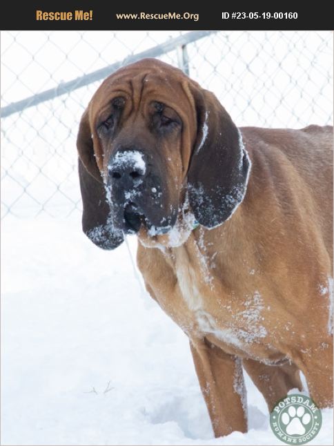 ADOPT 23051900160 ~ Bloodhound Rescue ~ Potsdam, NY
