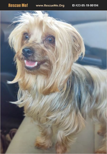 ADOPT 23051900194 ~ Yorkie Rescue ~ Los Angeles, CA