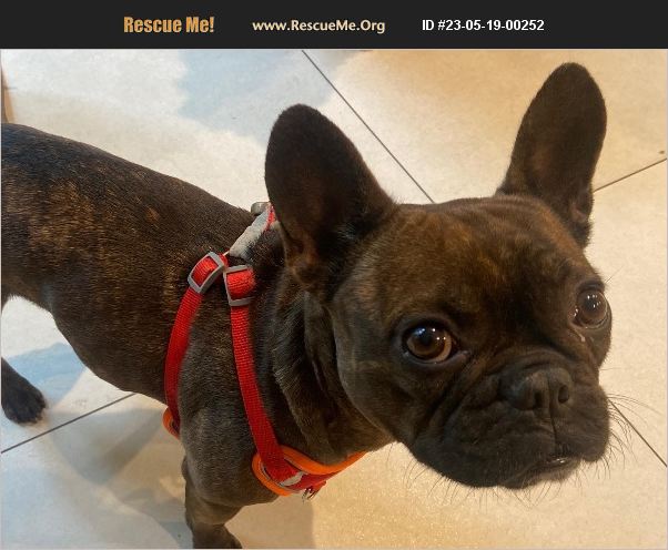 ADOPT 23051900252 ~ French Bulldog Rescue ~ San Diego, CA