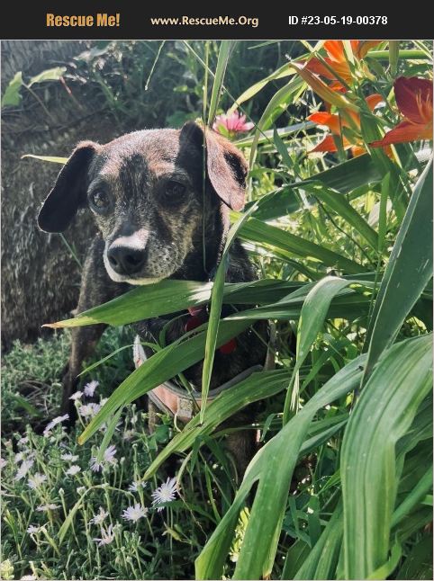ADOPT 23051900378 ~ Dachshund Rescue ~ Los Angeles, CA