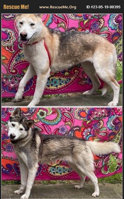 ADOPT 23051900395 ~ Siberian Husky Rescue ~ Asheville, NC