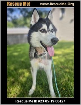 - Michigan Pomeranian Rescue - ADOPTIONS - Rescue Me!