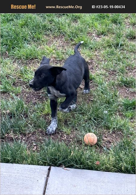 ADOPT 23051900434 ~ Border Collie Rescue ~ Rio Rancho, NM