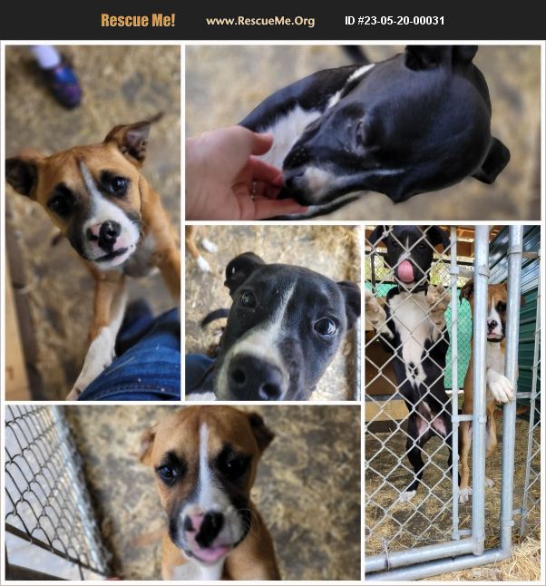 ADOPT 23052000031 ~ Boxer Rescue ~ Monte Vista, CO