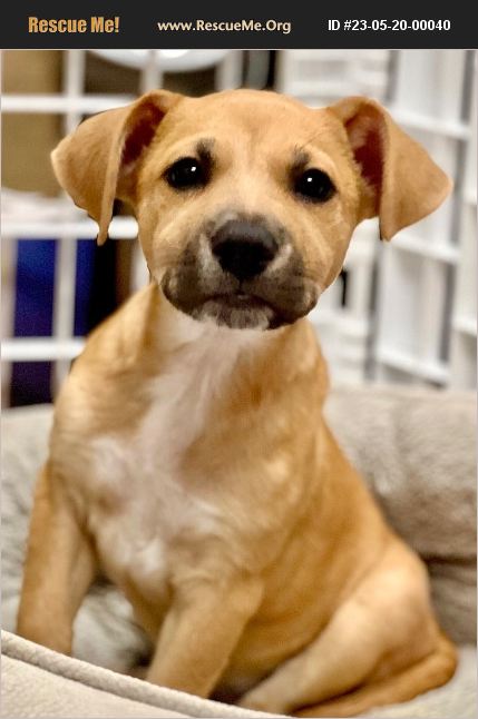 ADOPT 23052000040 ~ Black Mouth Cur Rescue ~ Fort Myers, FL
