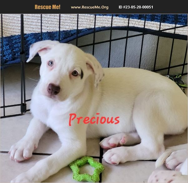 ADOPT 23052000051 ~ Boxer Rescue ~ New Port Richey, FL