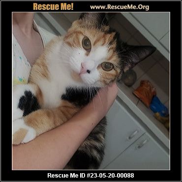 - Georgia Cat Rescue - ADOPTIONS - Rescue Me!