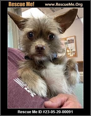 - Oklahoma Yorkie Rescue - ADOPTIONS - Rescue Me!