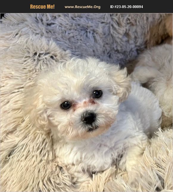 ADOPT 23052000094 ~ Maltese Rescue ~ Fort Myers, FL