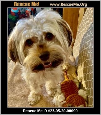 - Oklahoma Yorkie Rescue - ADOPTIONS - Rescue Me!