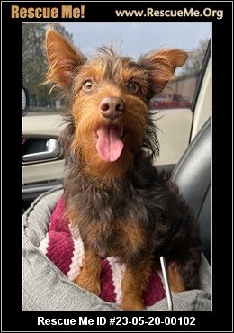 - Oklahoma Yorkie Rescue - ADOPTIONS - Rescue Me!