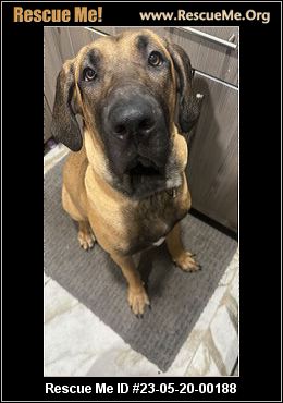 - Florida Bloodhound Rescue - ADOPTIONS - Rescue Me!