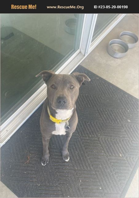 ADOPT 23052000198 ~ American Bulldog Rescue ~ Simi Valley, CA