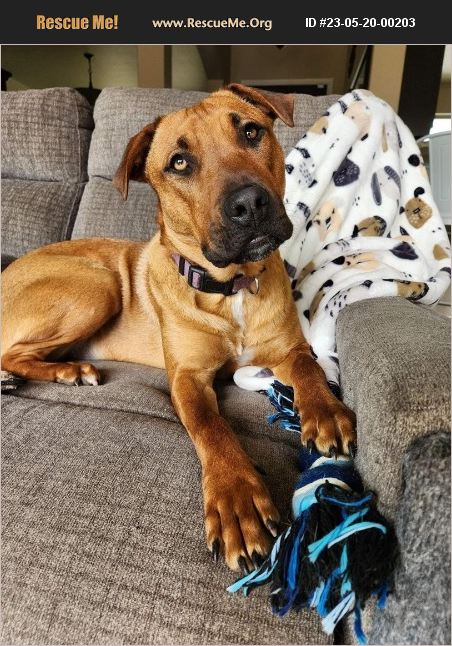 ADOPT 23052000203 ~ Rhodesian Ridgeback Rescue ~ Chatham, NJ