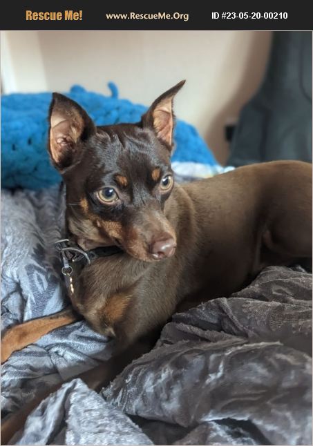 ADOPT 23052000210 ~ Miniature Pinscher Rescue ~ Cottonwood Az, AZ