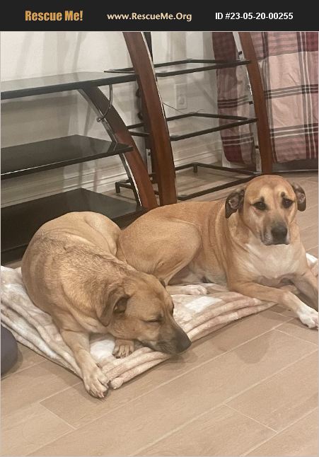 ADOPT 23052000255 ~ Black Mouth Cur Rescue ~ Oklahoma City, OK