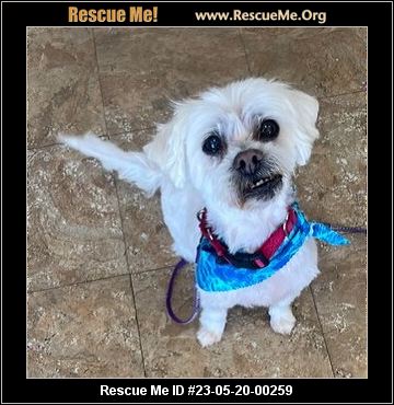 - Washington Maltese Rescue - ADOPTIONS - Rescue Me!