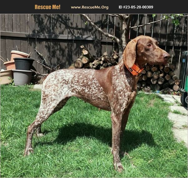 ADOPT 23052000309 ~ German Shorthaired Pointer Rescue ~ Gurnee, IL