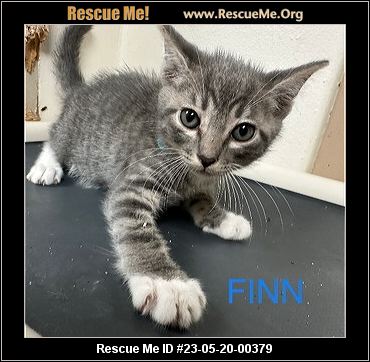 - Florida Cat Rescue - ADOPTIONS - Rescue Me!