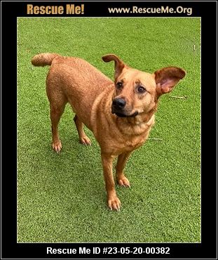 - Florida Redbone Coonhound Rescue - ADOPTIONS - Rescue Me!