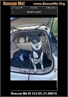 - Ohio Border Collie Rescue - ADOPTIONS - Rescue Me!