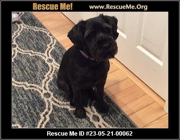 - New York Schnauzer Rescue - ADOPTIONS - Rescue Me!