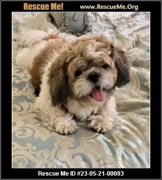 - Florida Lhasa Apso Rescue - ADOPTIONS - Rescue Me!