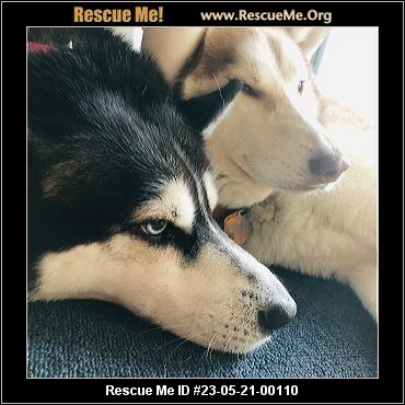 - Virginia Siberian Husky Rescue - ADOPTIONS - Rescue Me!