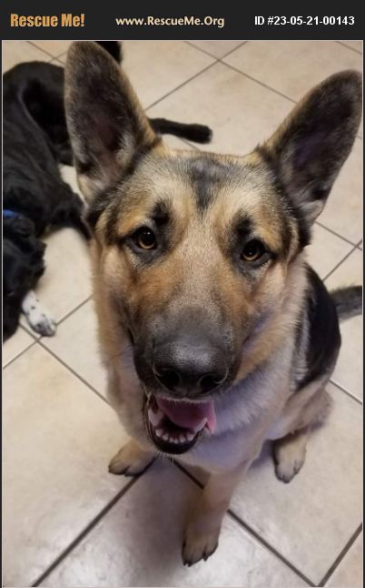 ADOPT 23052100143 ~ German Shepherd Rescue ~ Reno, NV