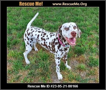 - California Dalmatian Rescue - ADOPTIONS - Rescue Me!