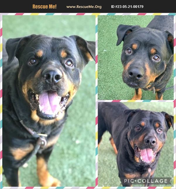 ADOPT 23052100179 ~ Rottweiler Rescue ~ Los Angeles County, CA