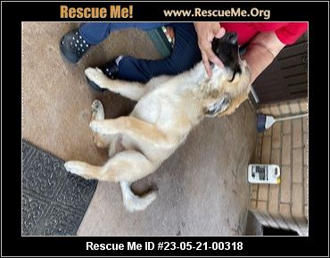 - Texas Saint Bernard Rescue - ADOPTIONS - Rescue Me!
