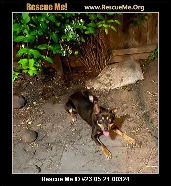 - Australia Dog Rescue - ADOPTIONS - Rescue Me!