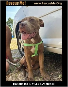 - Florida Pit Bull Rescue - ADOPTIONS - Rescue Me!