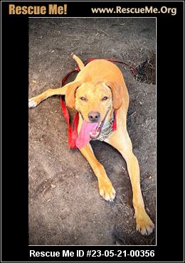 - Florida Vizsla Rescue - ADOPTIONS - Rescue Me!