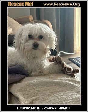 - Indiana Maltese Rescue - ADOPTIONS - Rescue Me!