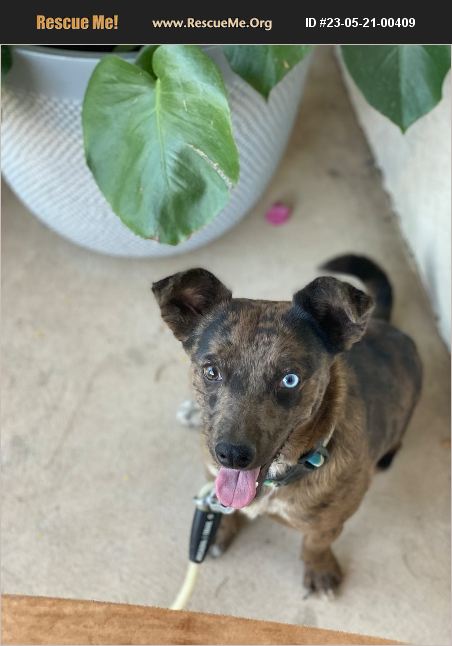 ADOPT 23052100409 ~ Corgi Rescue ~ Tucson, AZ