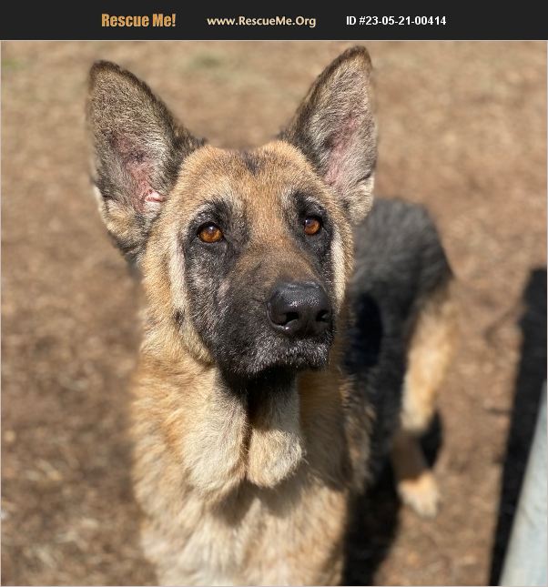 ADOPT 23052100414 ~ German Shepherd Rescue ~ Alexandria (City), VA