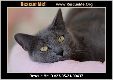 - California Russian Blue Rescue - ADOPTIONS - Rescue Me!